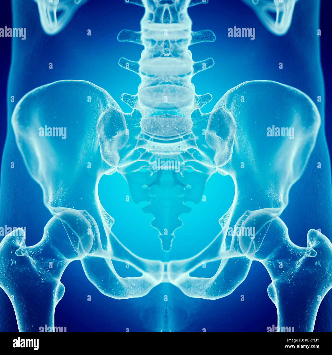 Illustration of the sacrum Stock Photo - Alamy