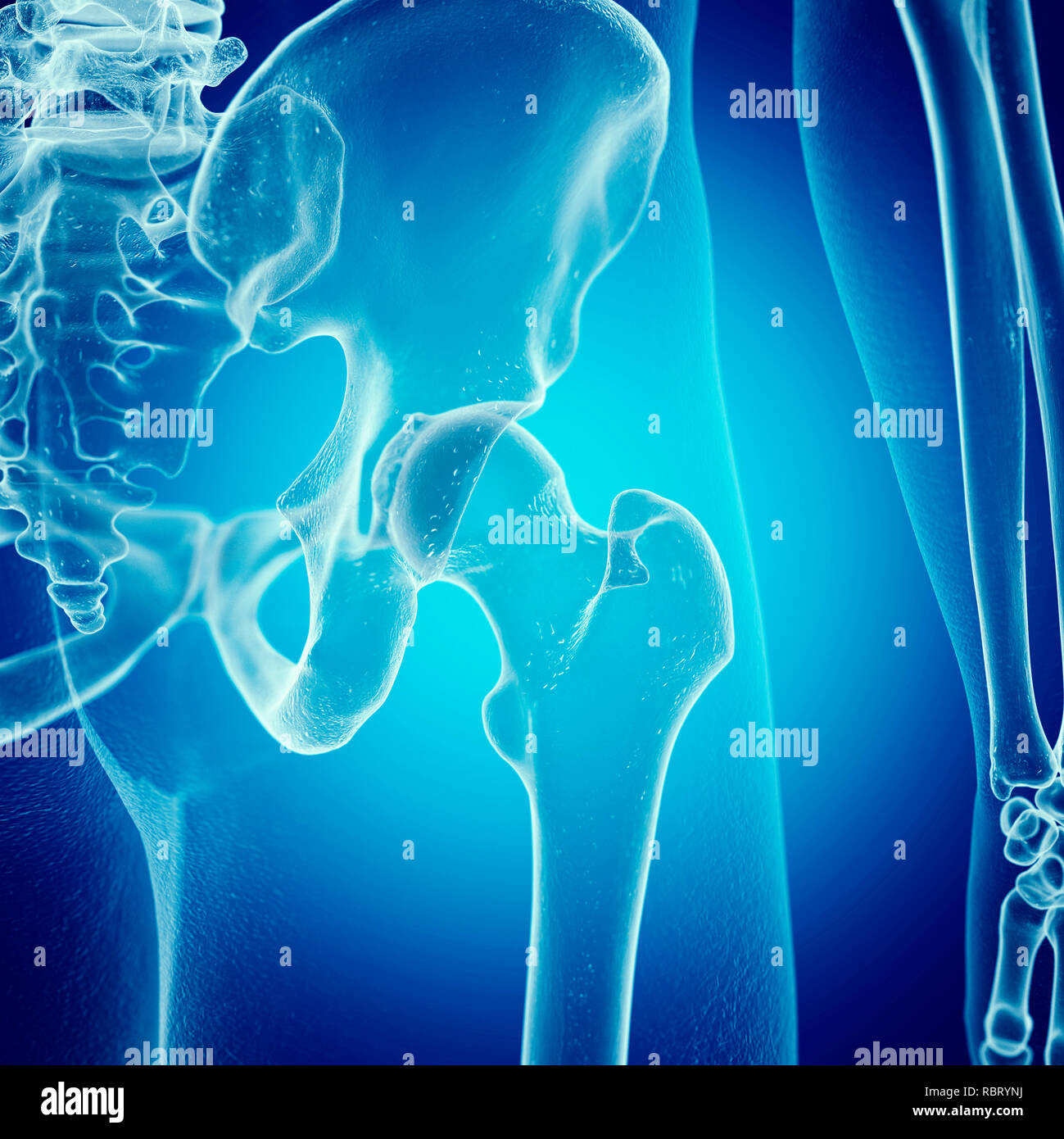 Illustration of the hip joint Stock Photo - Alamy