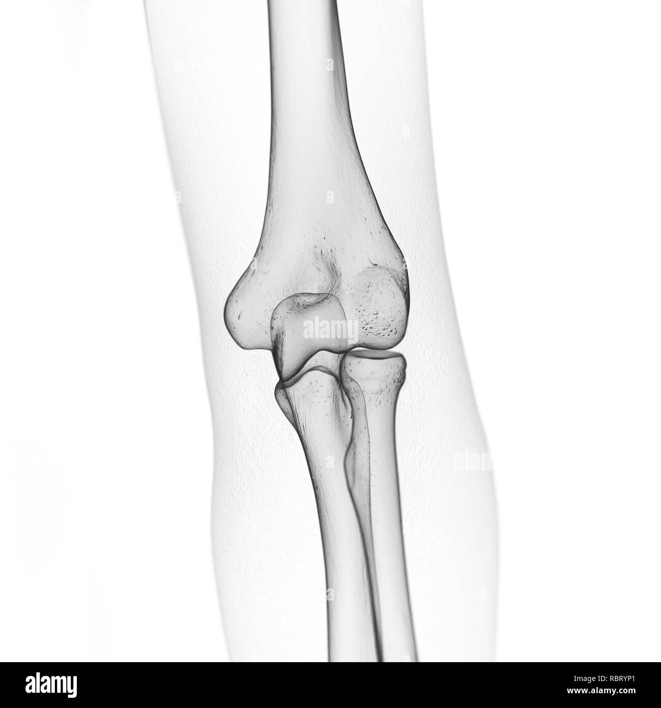 Illustration of the elbow bones Stock Photo - Alamy