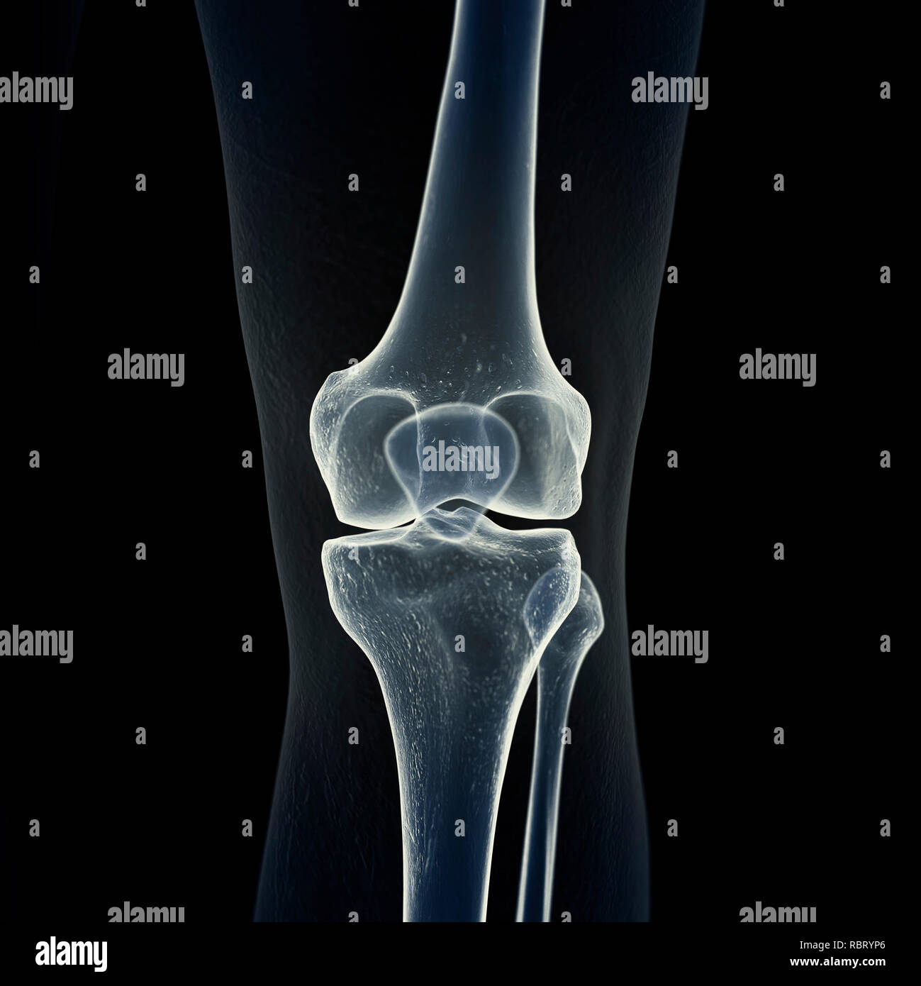 Illustration of the knee bones Stock Photo - Alamy