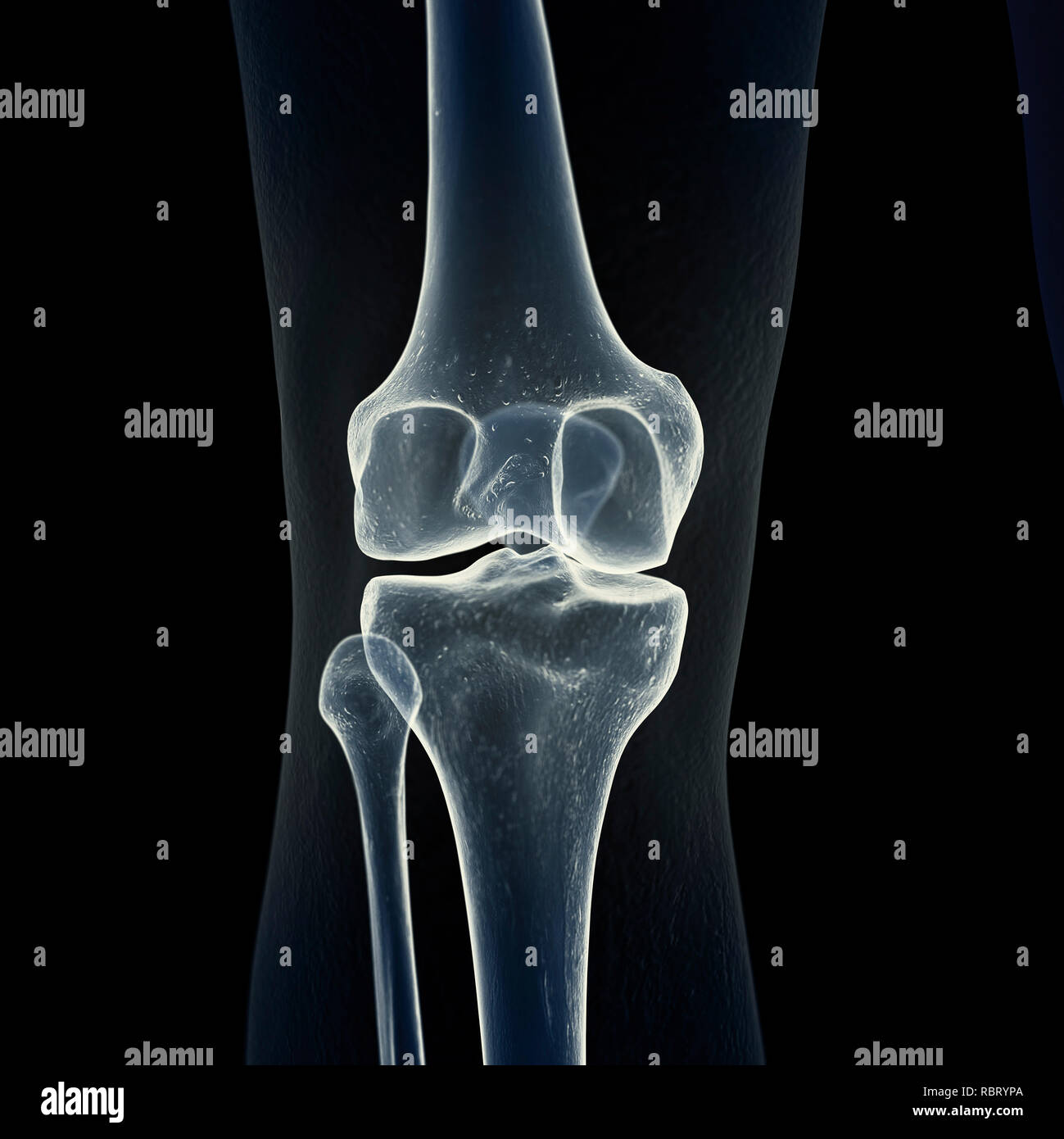 Illustration of the knee bones Stock Photo - Alamy