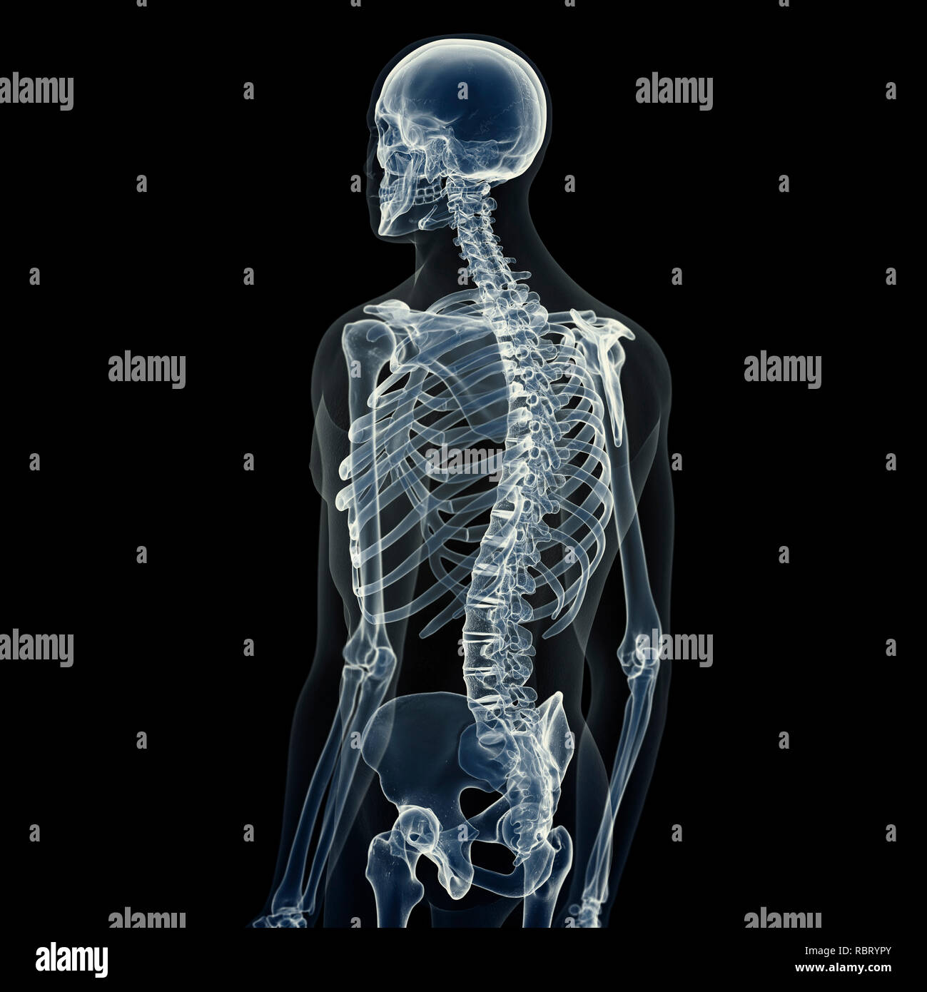 Illustration of the male skeleton Stock Photo - Alamy