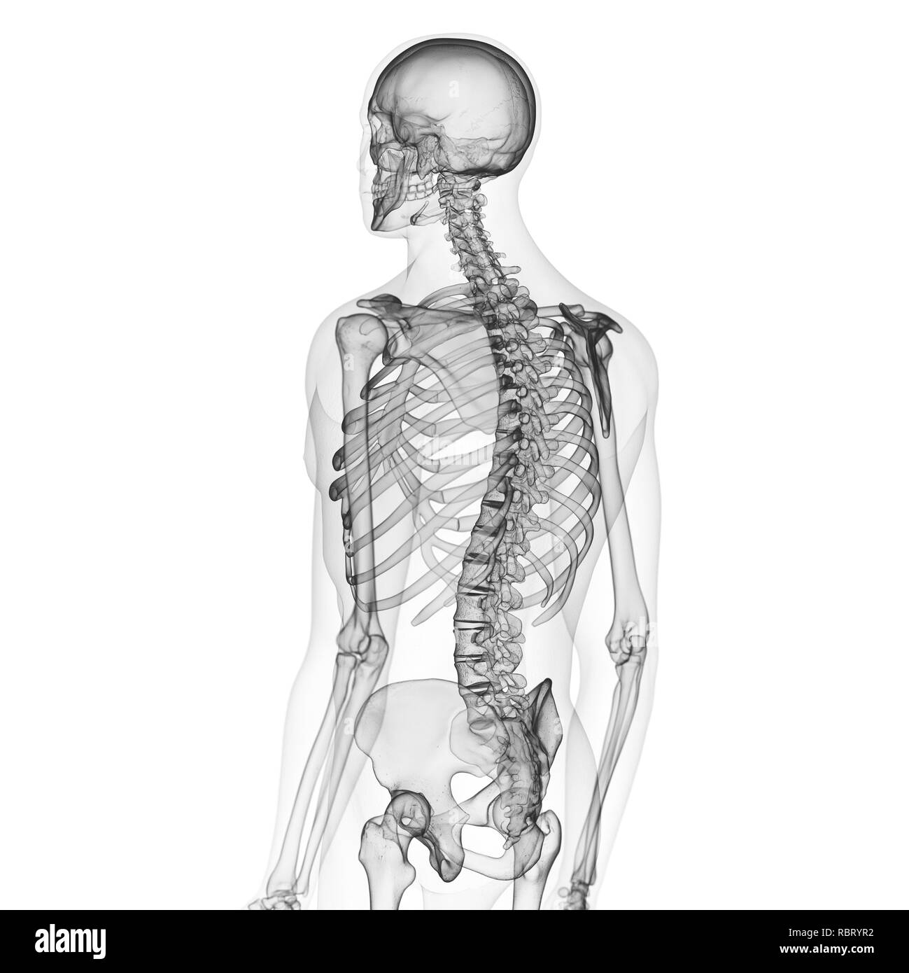 Illustration of the human skeleton Stock Photo - Alamy
