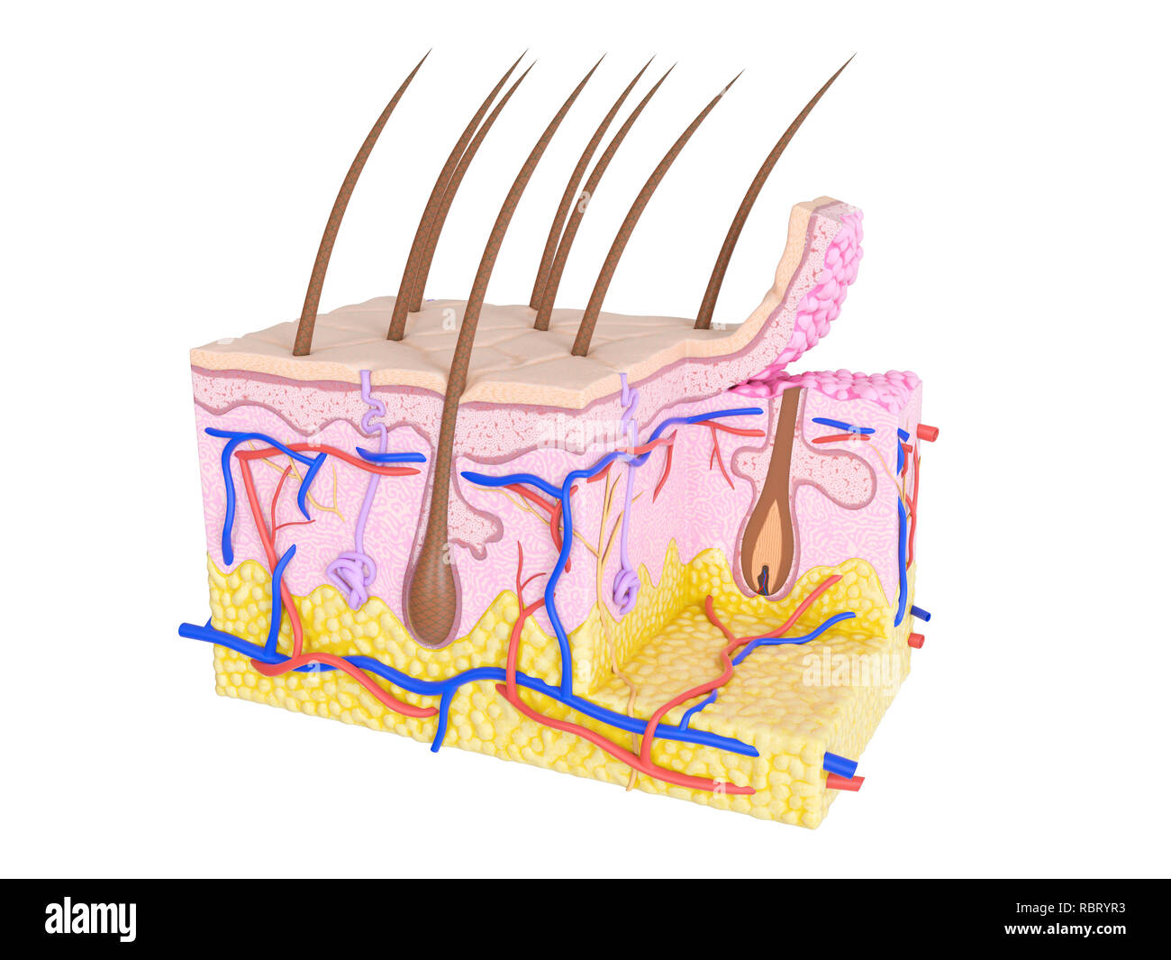 Skin cross section hi-res stock photography and images - Alamy