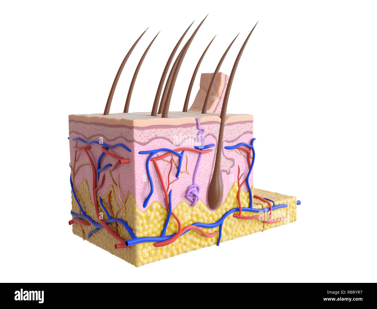 Skin section 3d hi-res stock photography and images - Alamy