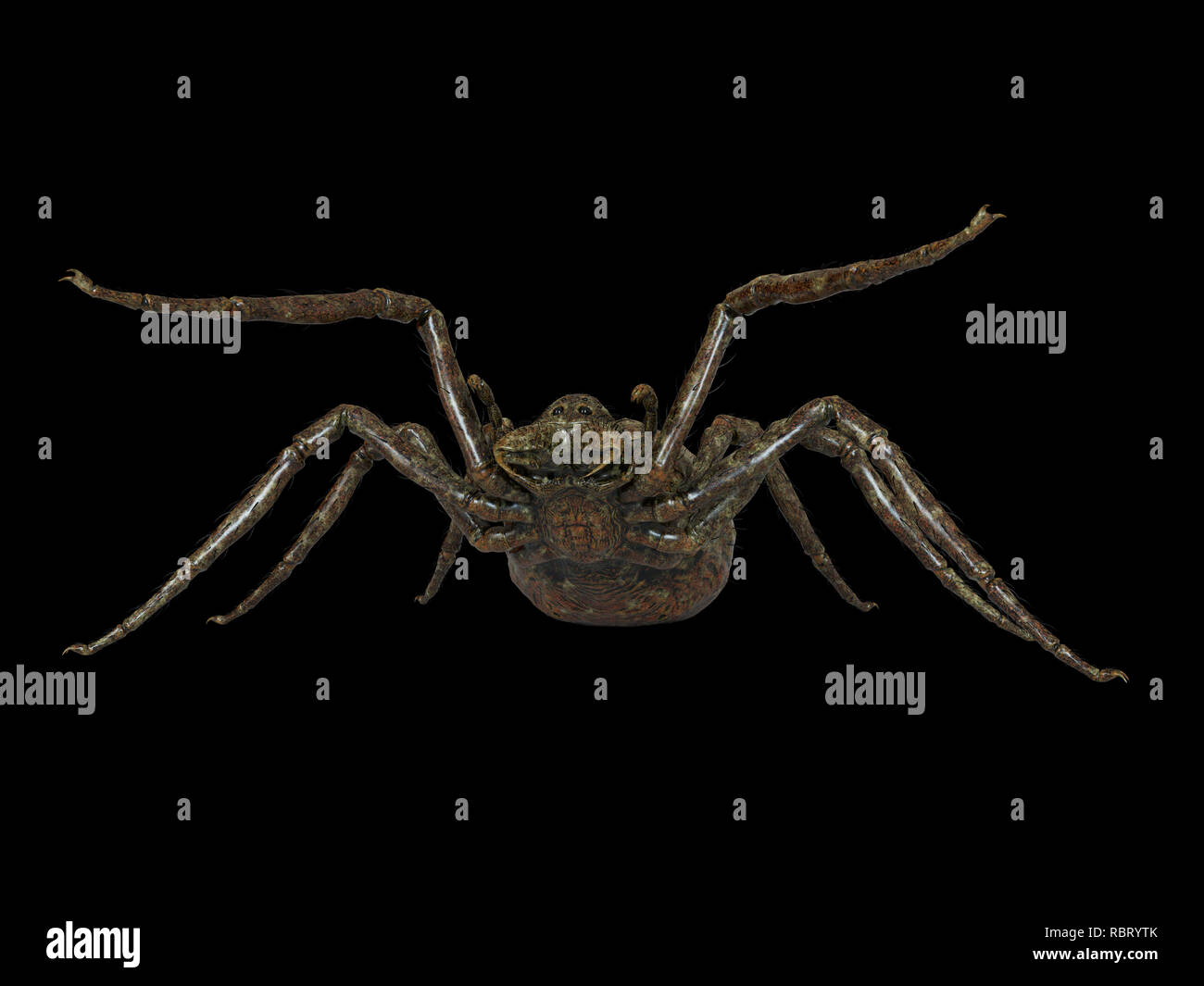 Illustration of a spider Stock Photo - Alamy
