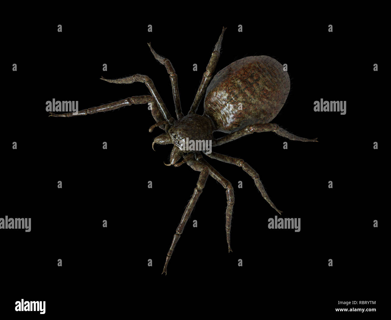 Illustration of a spider Stock Photo - Alamy