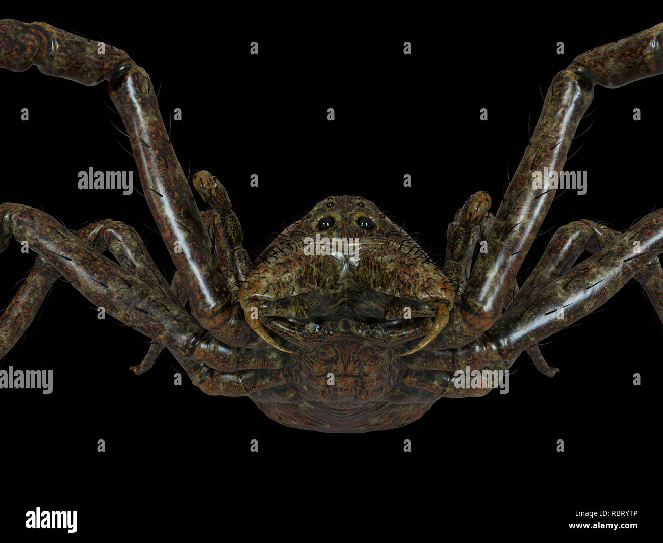 Illustration of a spider Stock Photo - Alamy