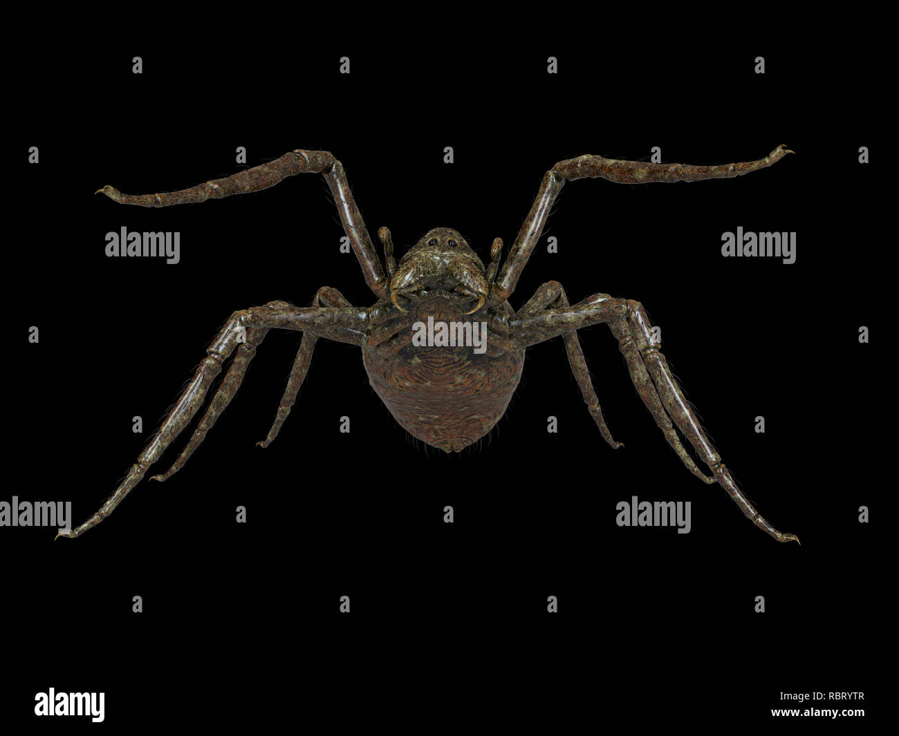 Illustration of a spider Stock Photo - Alamy