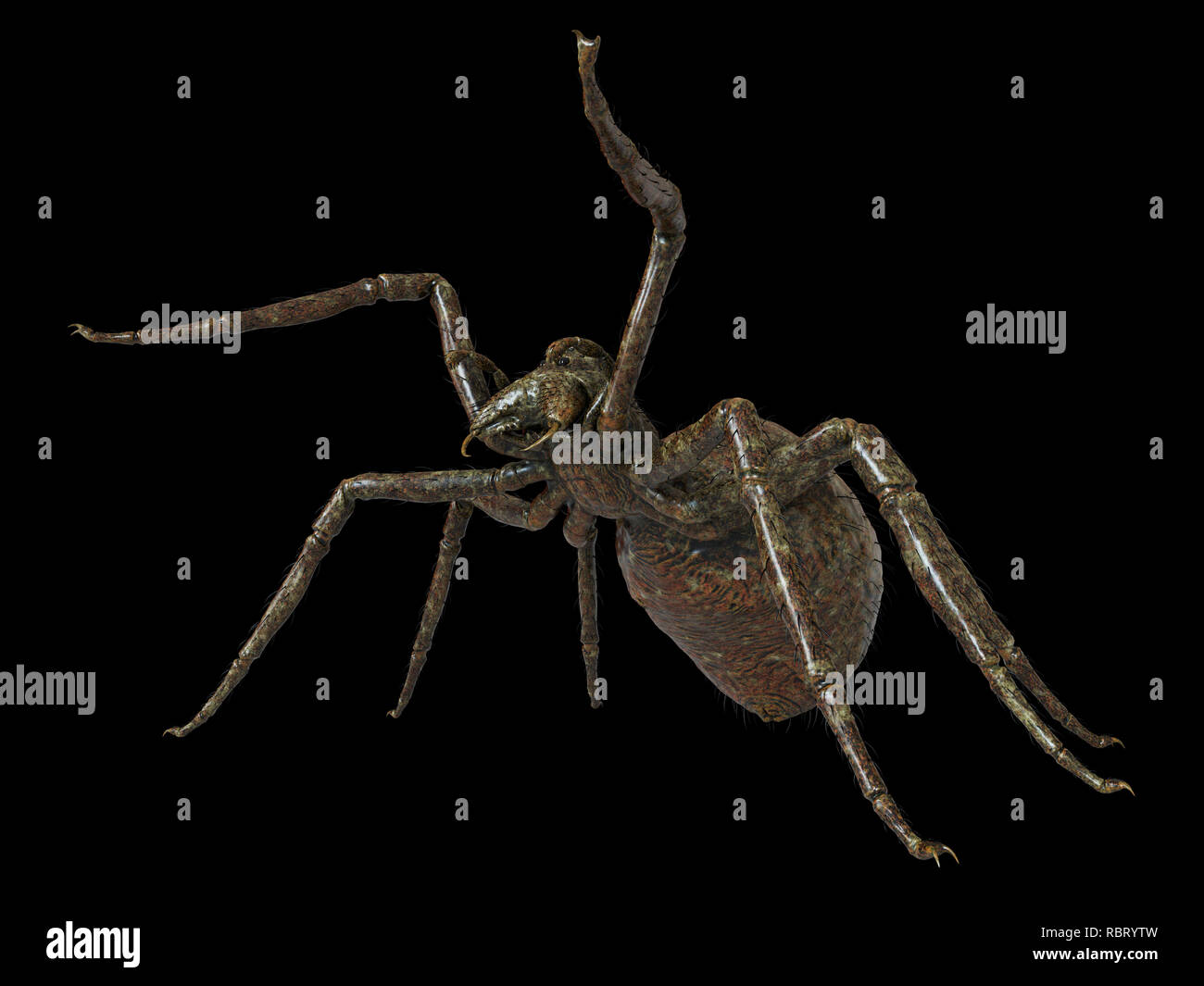 Illustration of a spider Stock Photo - Alamy