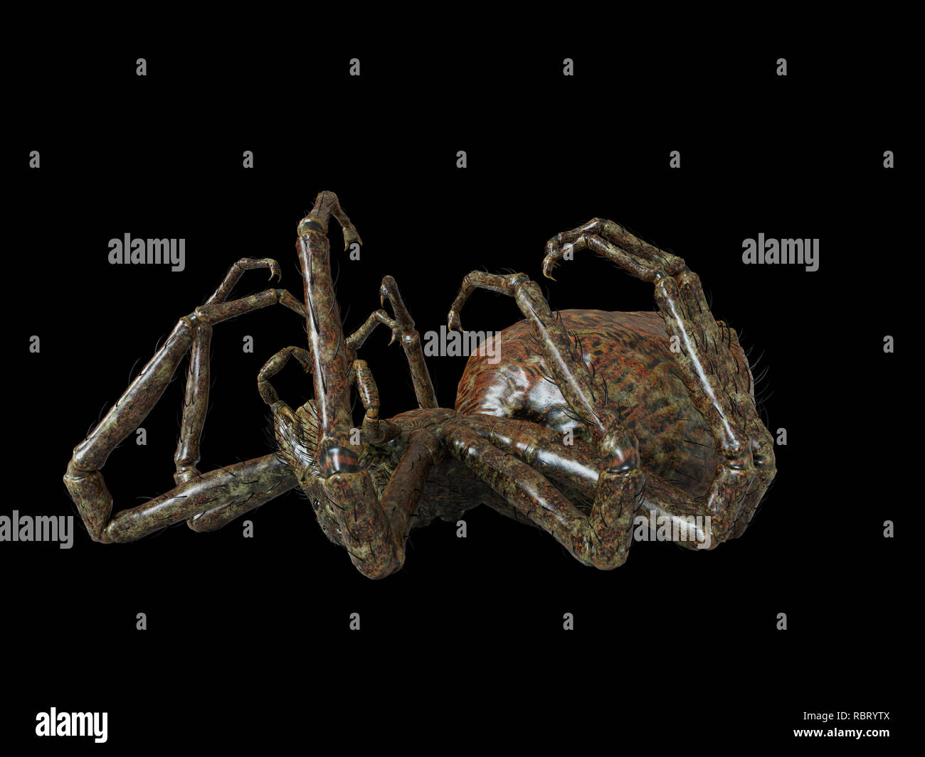 Illustration of a spider Stock Photo - Alamy