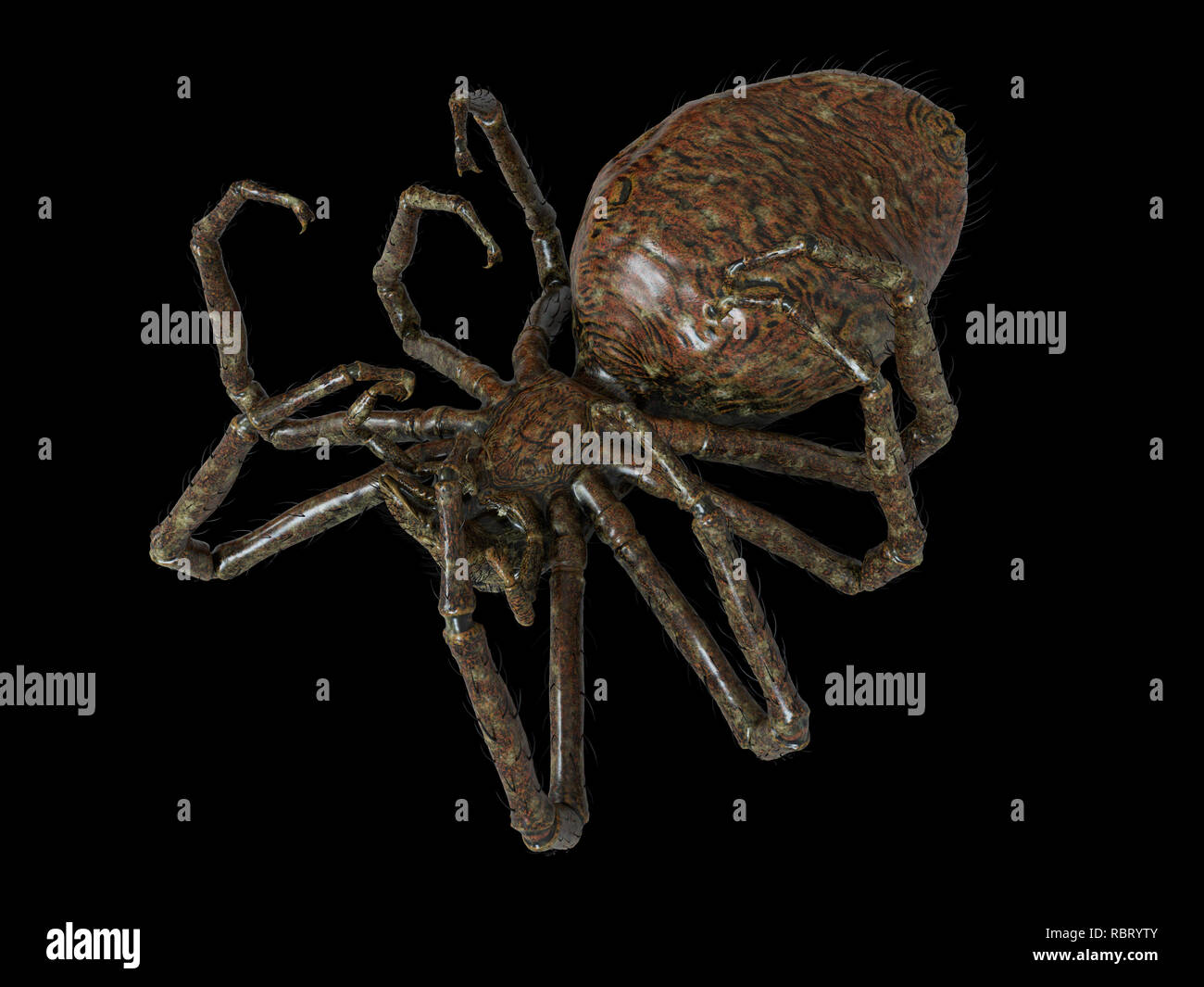 Illustration of a spider Stock Photo - Alamy