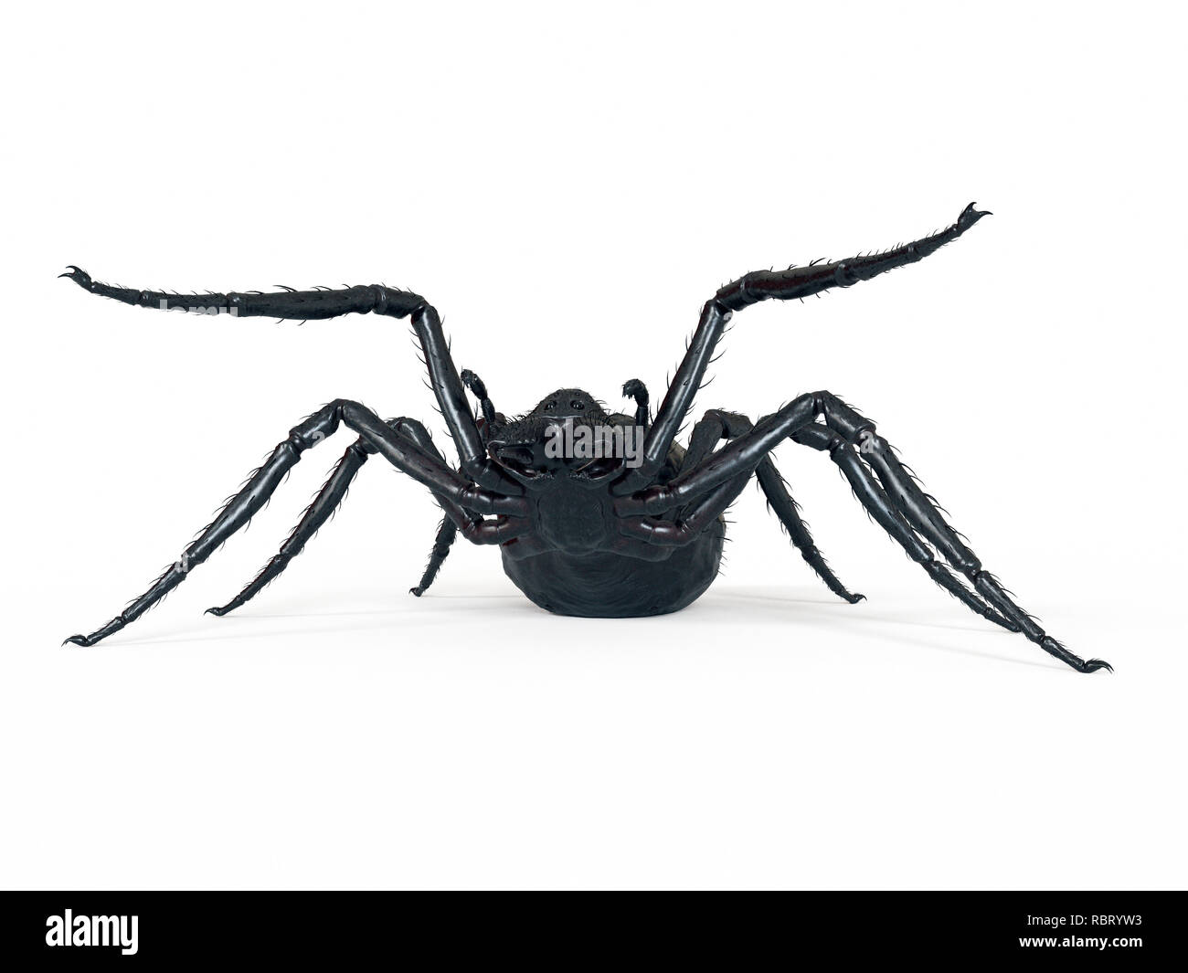 Illustration of a spider Stock Photo - Alamy
