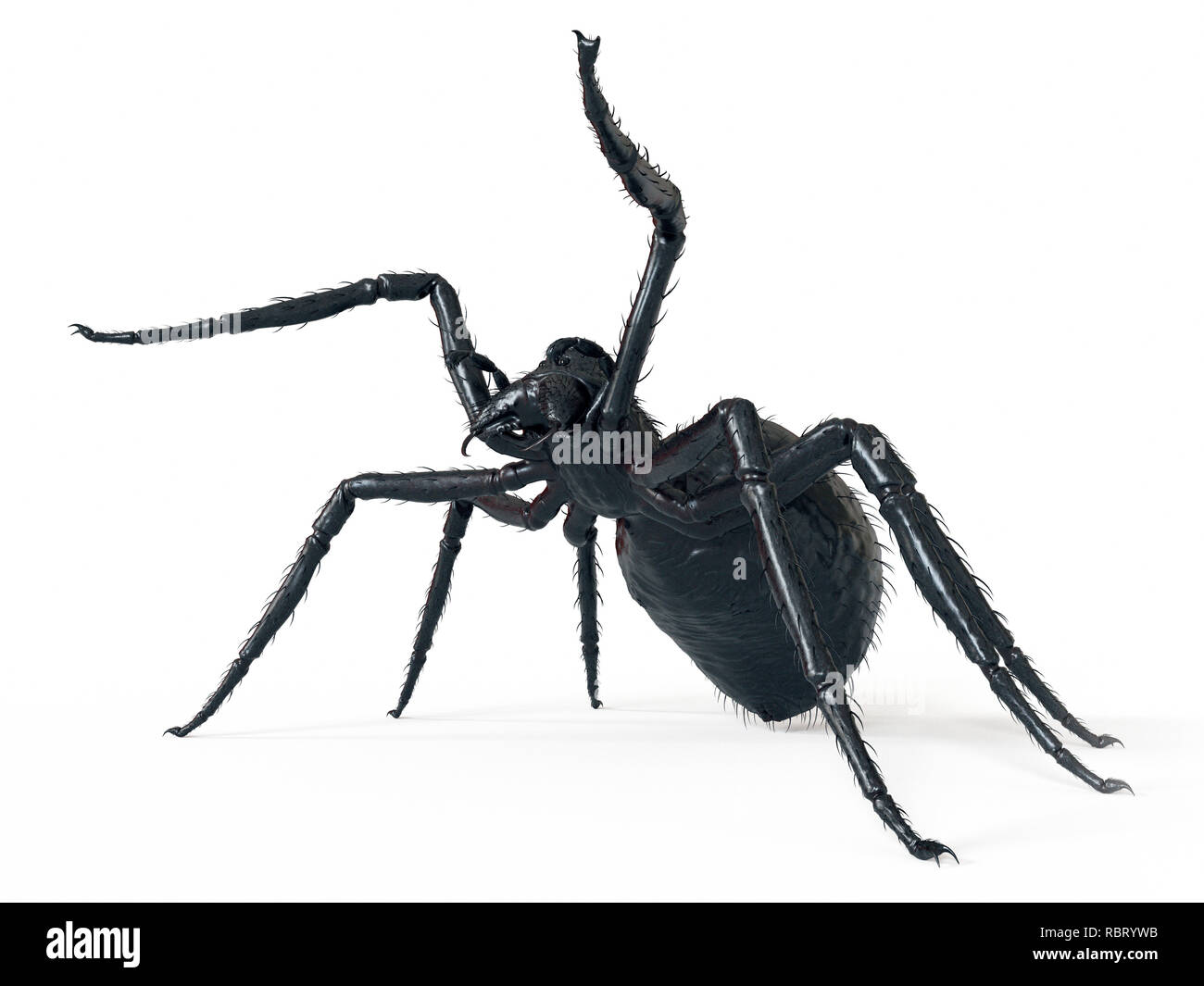 Illustration of a spider Stock Photo - Alamy