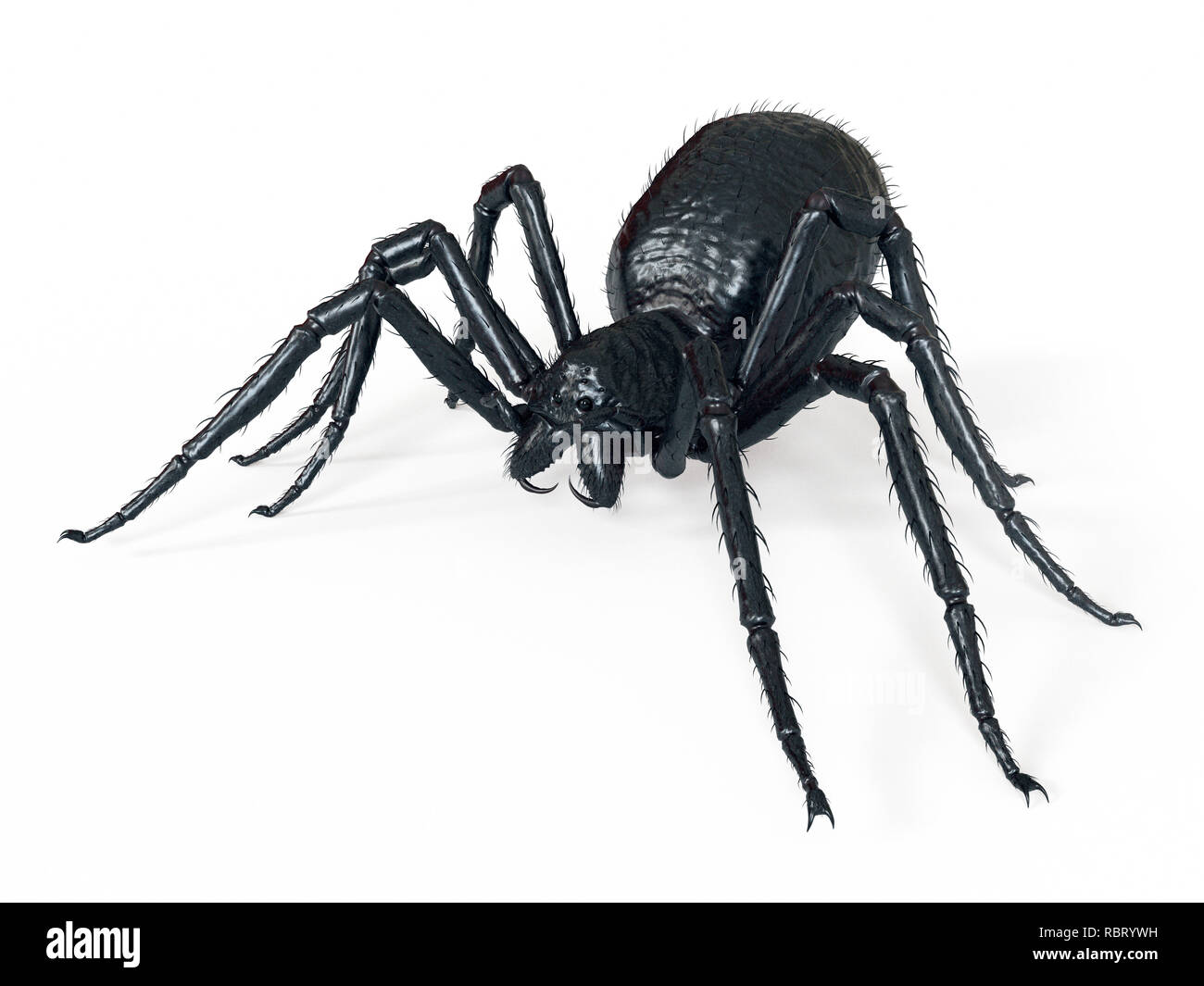Illustration of a spider Stock Photo - Alamy
