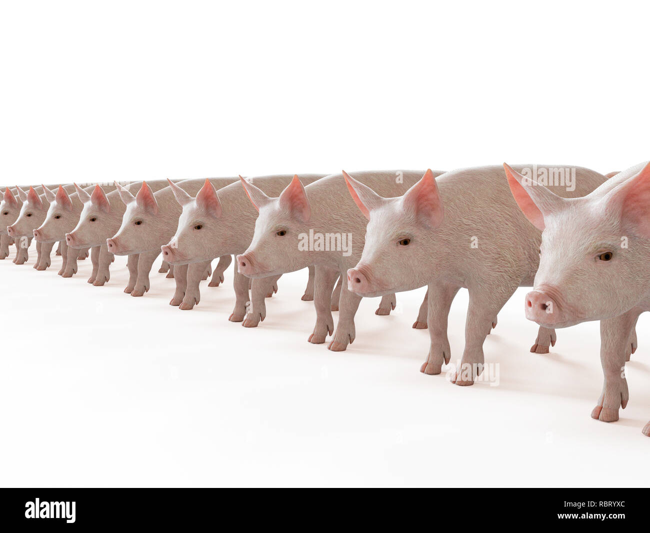 Illustration of a line of pigs Stock Photo - Alamy