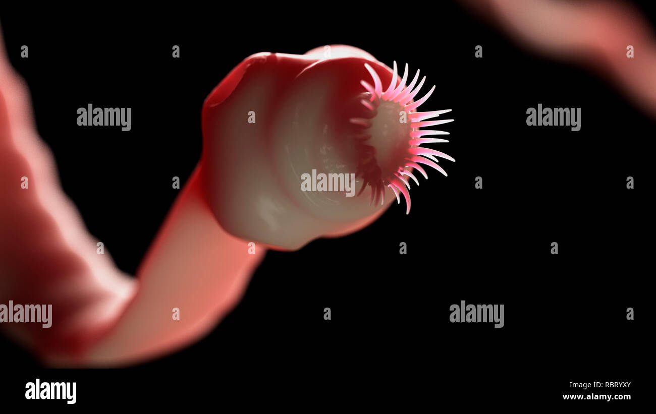 A Parasitic Tapeworm High Resolution Stock Photography and Images - Alamy