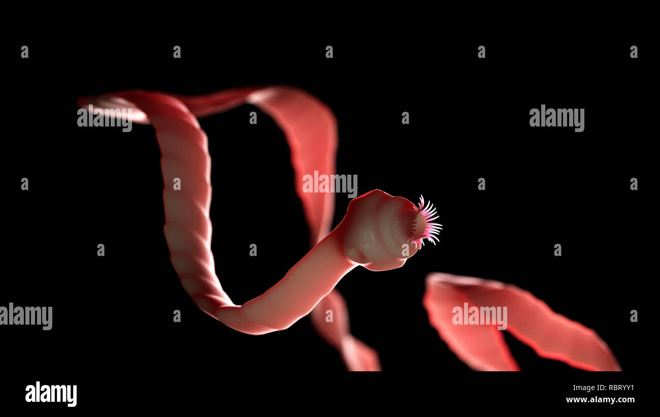 Tape worm hi-res stock photography and images - Alamy