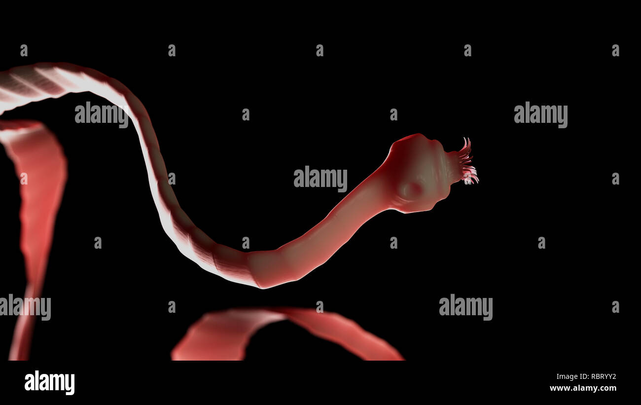 Illustration of a tapeworm Stock Photo - Alamy