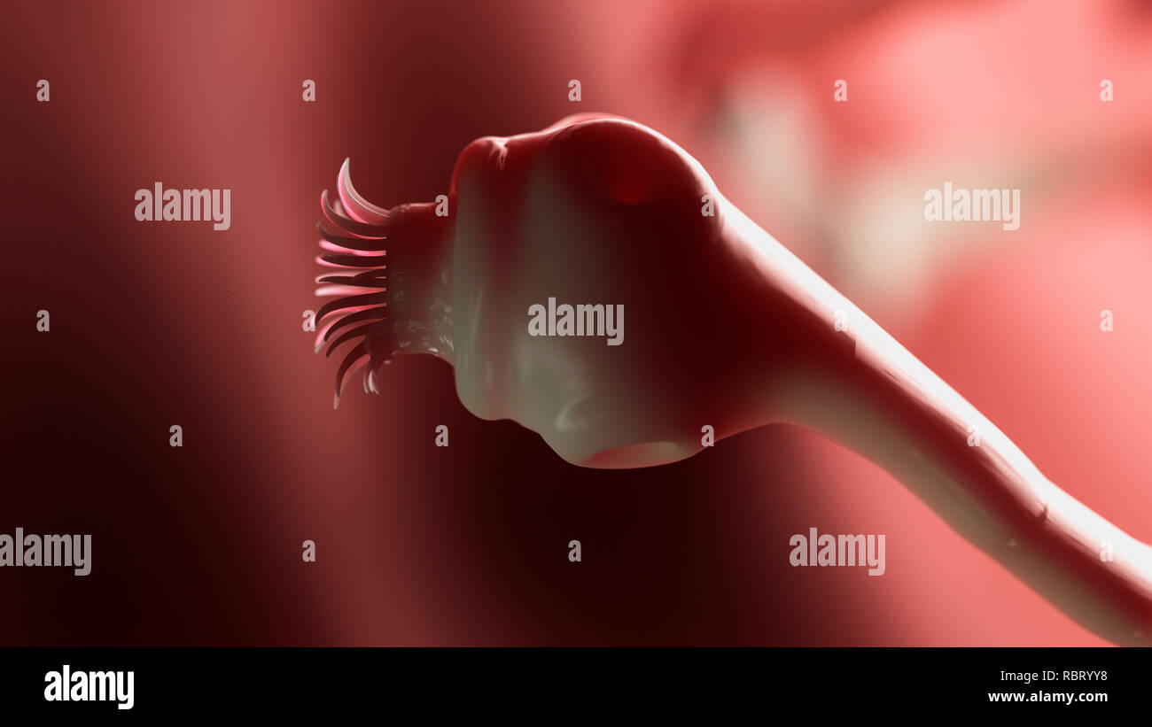 Taenia tape worm hi-res stock photography and images - Alamy