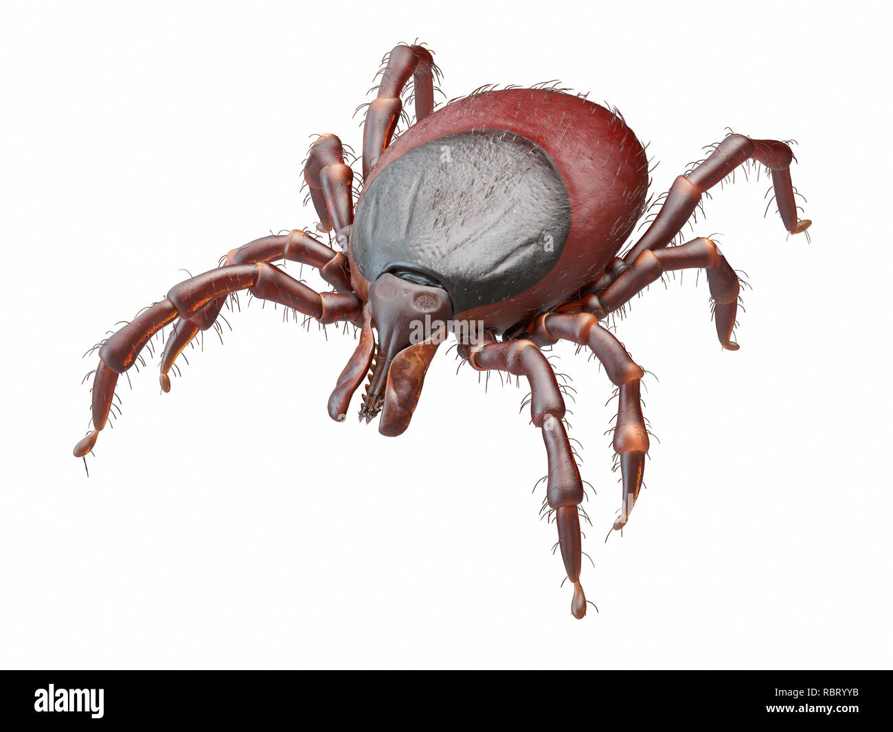 Illustration of a tick Stock Photo - Alamy