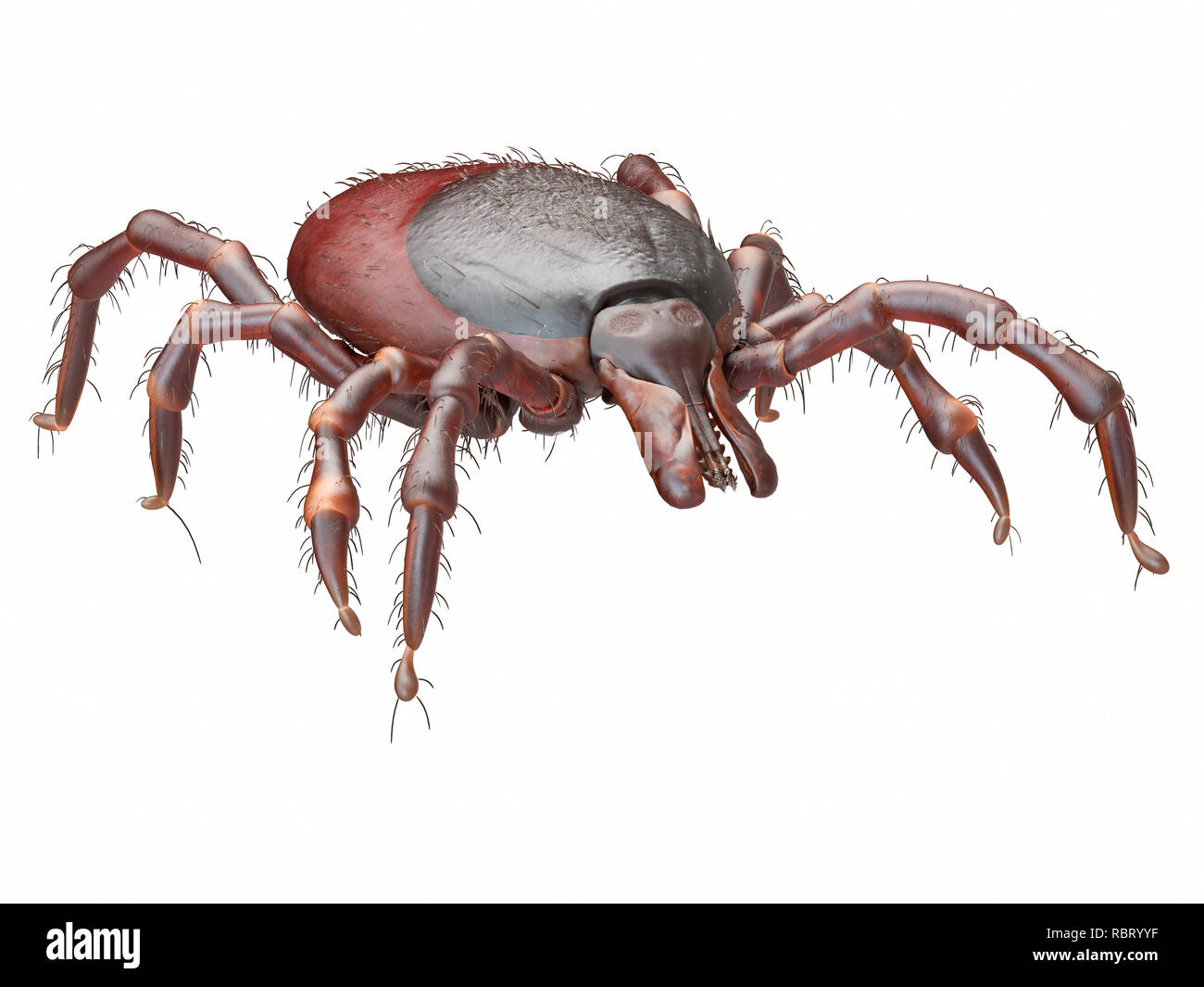 Illustration of a tick Stock Photo - Alamy