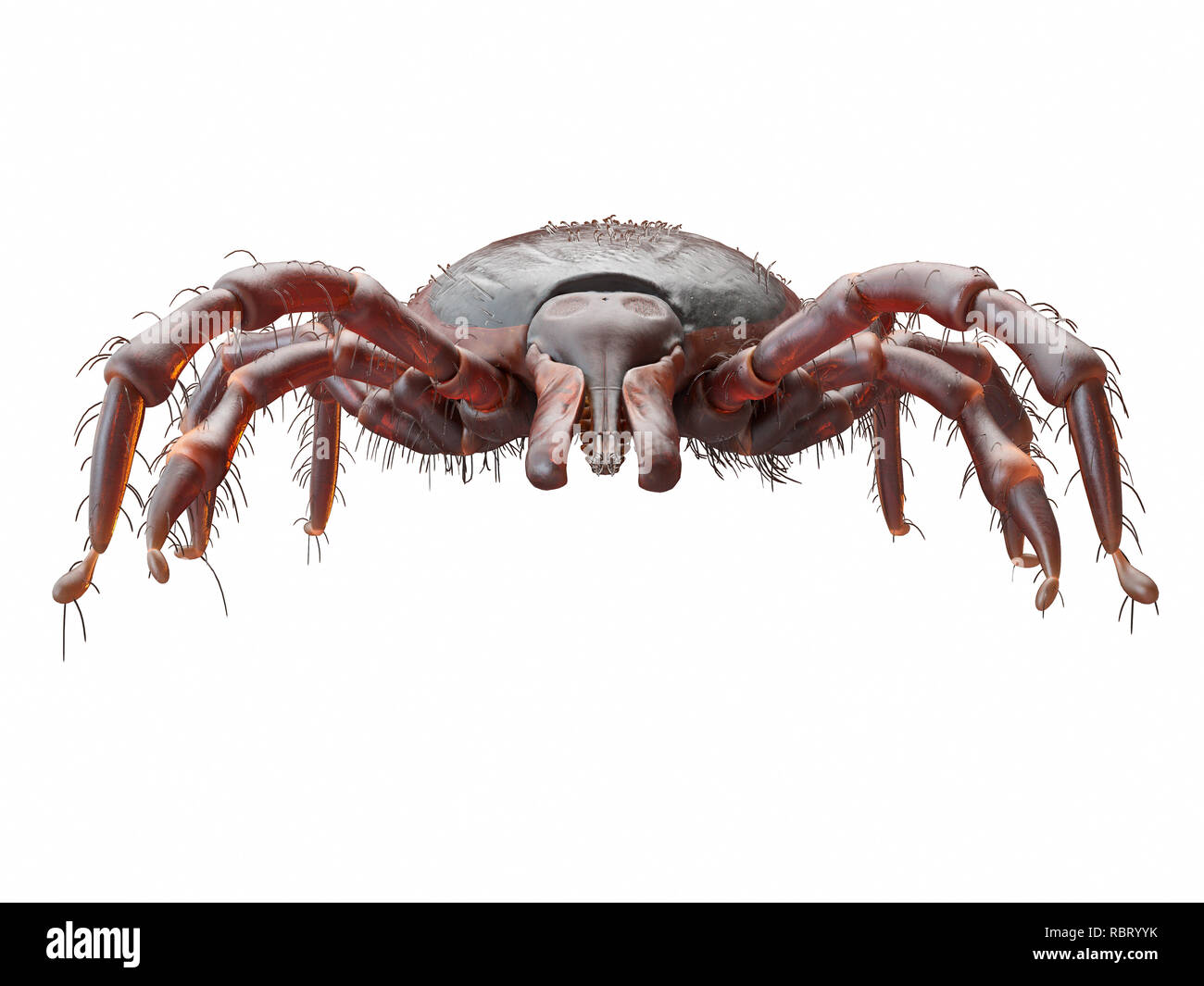 Illustration of a tick Stock Photo - Alamy