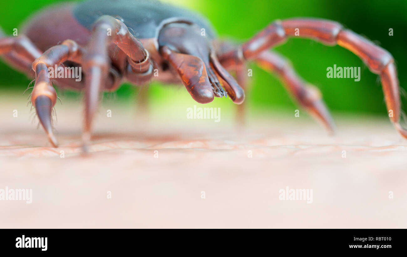 Illustration of a tick crawling on human skin Stock Photo - Alamy
