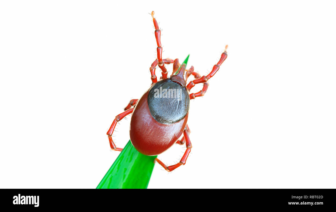 Illustration of a tick waiting for prey Stock Photo - Alamy