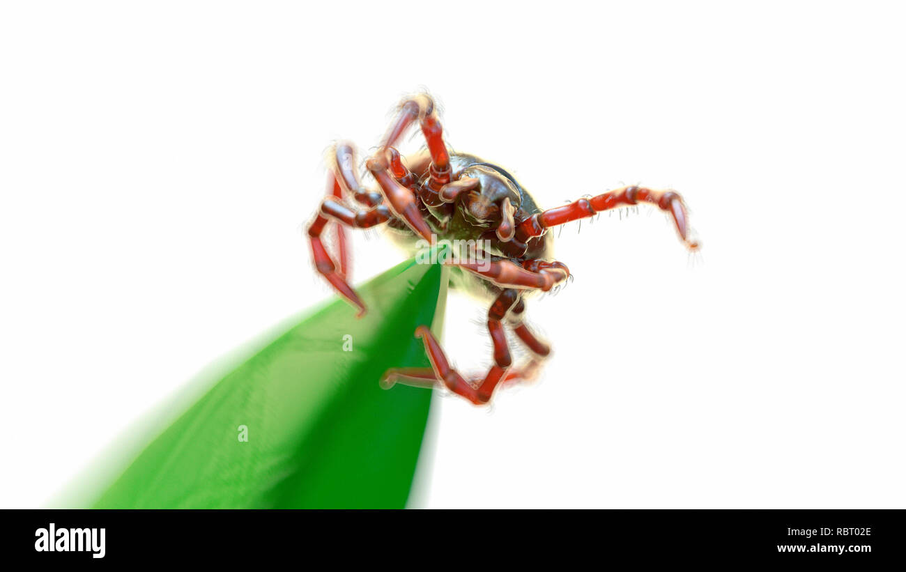 Illustration of a tick waiting for prey Stock Photo - Alamy