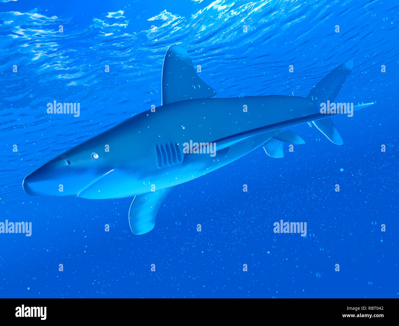 White tip shark hi-res stock photography and images - Alamy