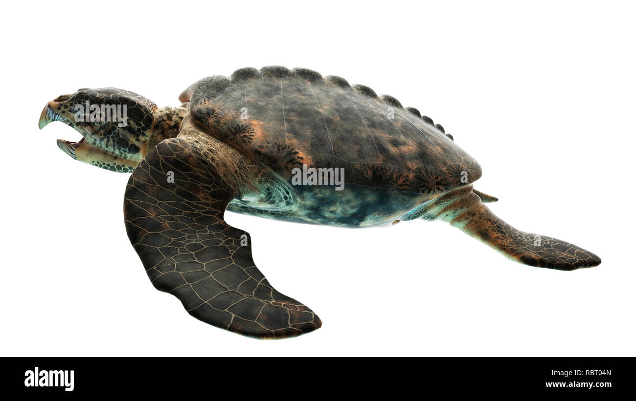 Archelon hi-res stock photography and images - Alamy