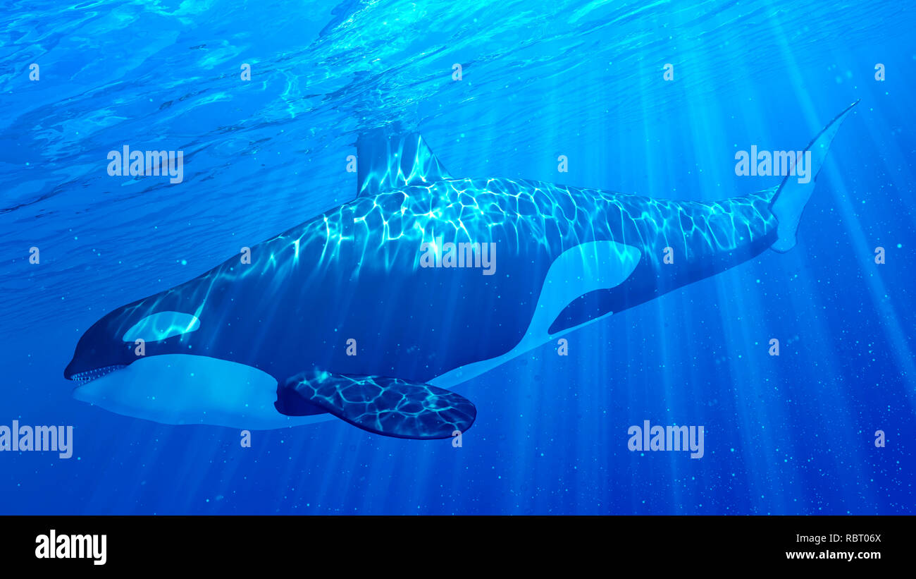Illustration of an orca Stock Photo - Alamy