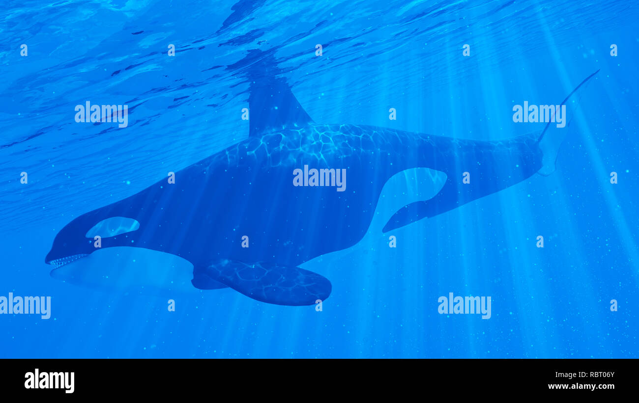 Illustration of a sword whale Stock Photo - Alamy
