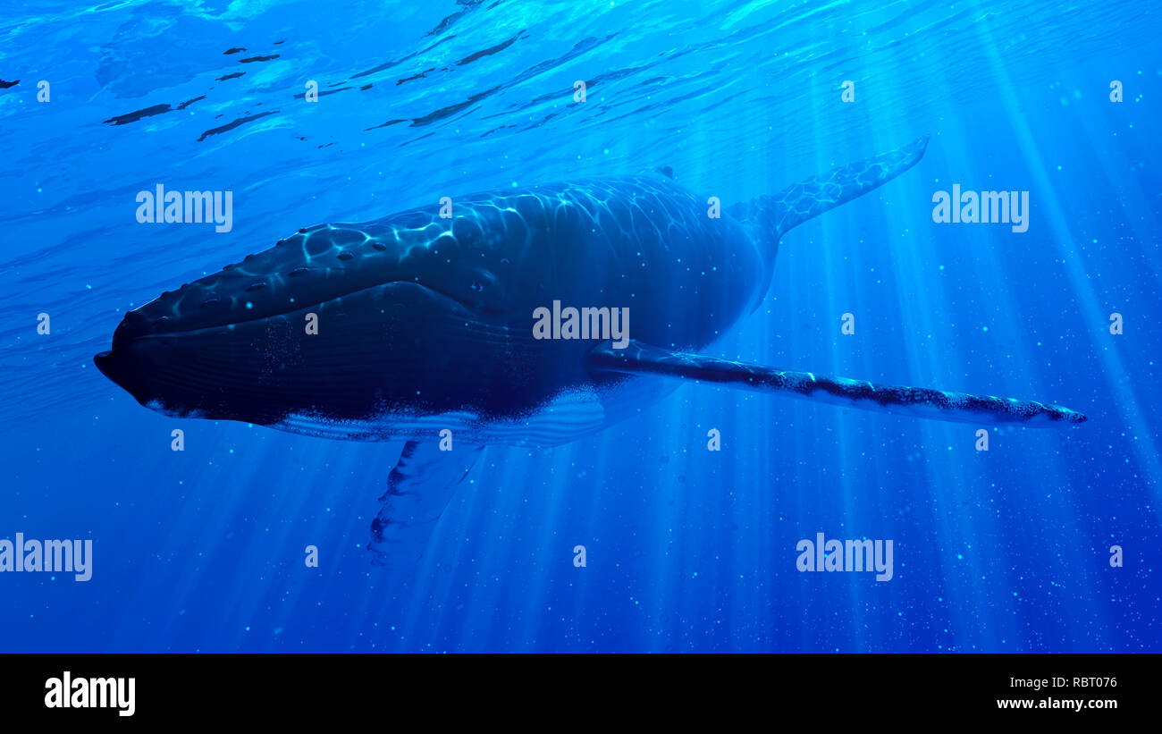 Illustration of a humpback whale Stock Photo - Alamy