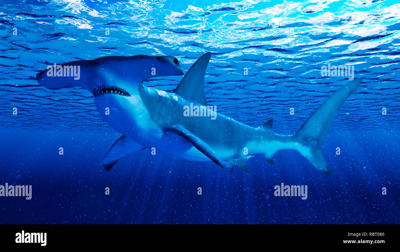 Illustration of a hammerhead shark Stock Photo - Alamy