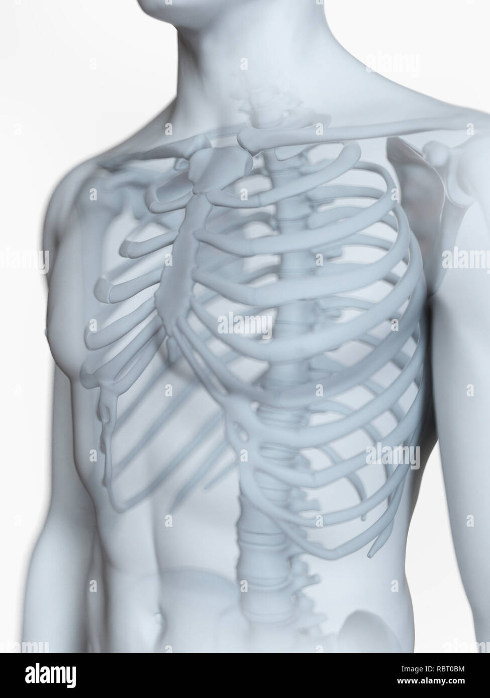 Illustration of the male skeleton Stock Photo - Alamy