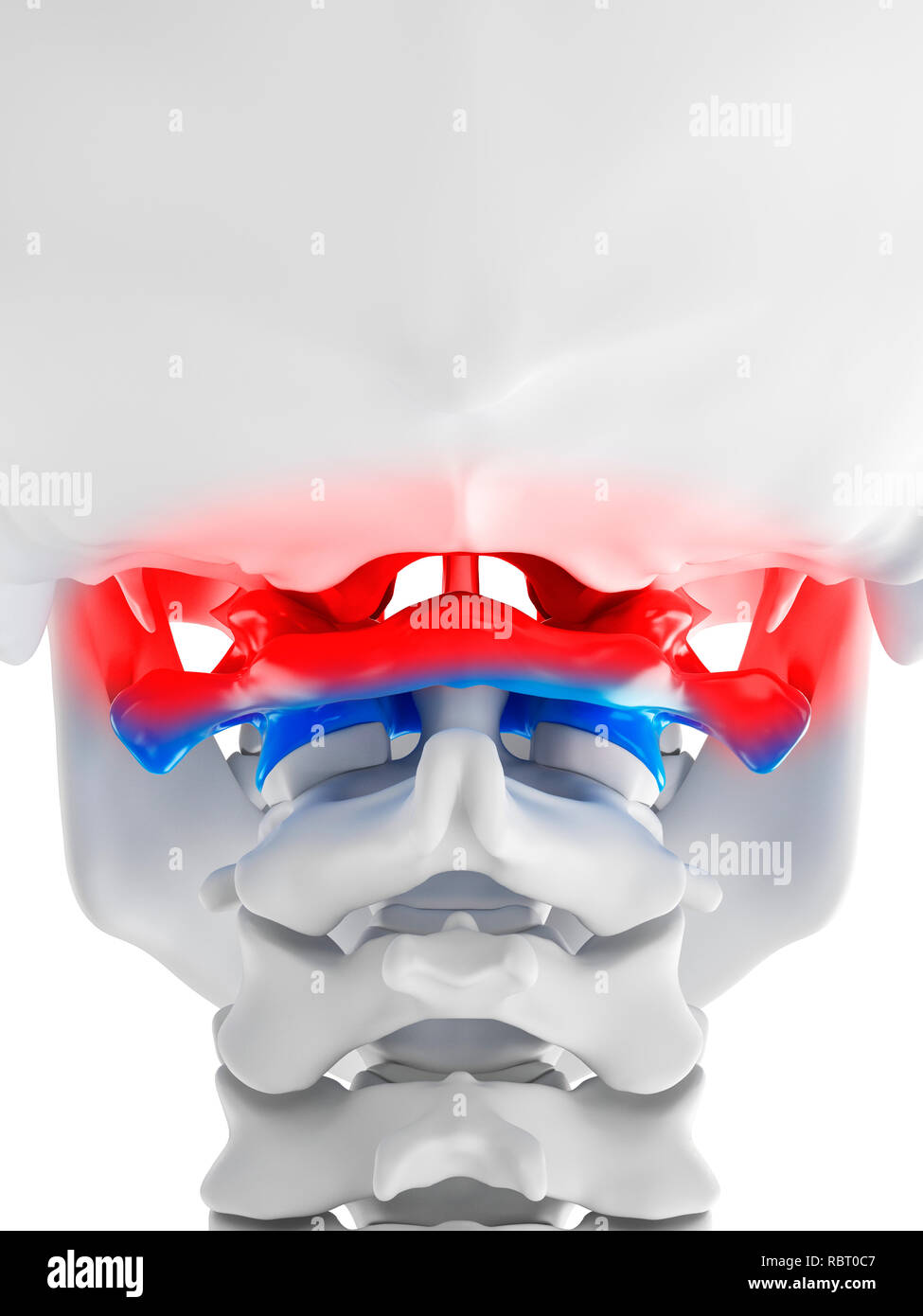 Skeleton anatomy medical atlas hi-res stock photography and images - Alamy