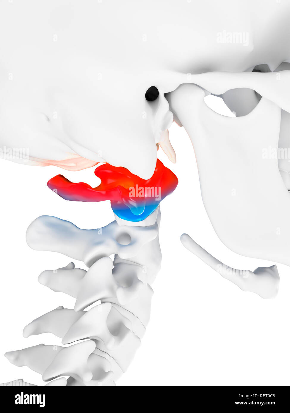 Skeleton Anatomy Medical Atlas High Resolution Stock Photography and ...