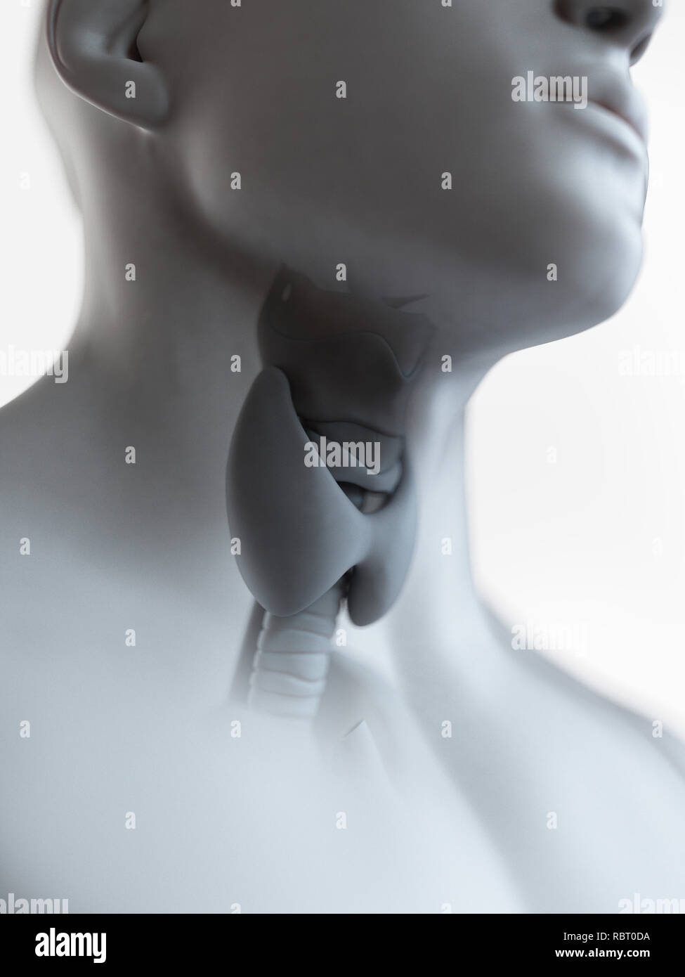 Illustration of the thyroid gland Stock Photo - Alamy