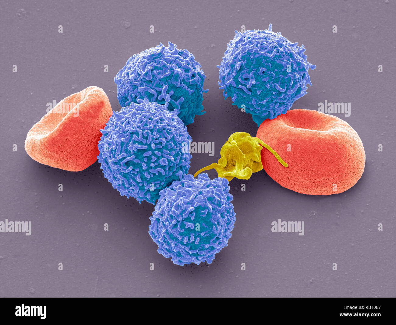 Leukocytes microscope hi-res stock photography and images - Alamy