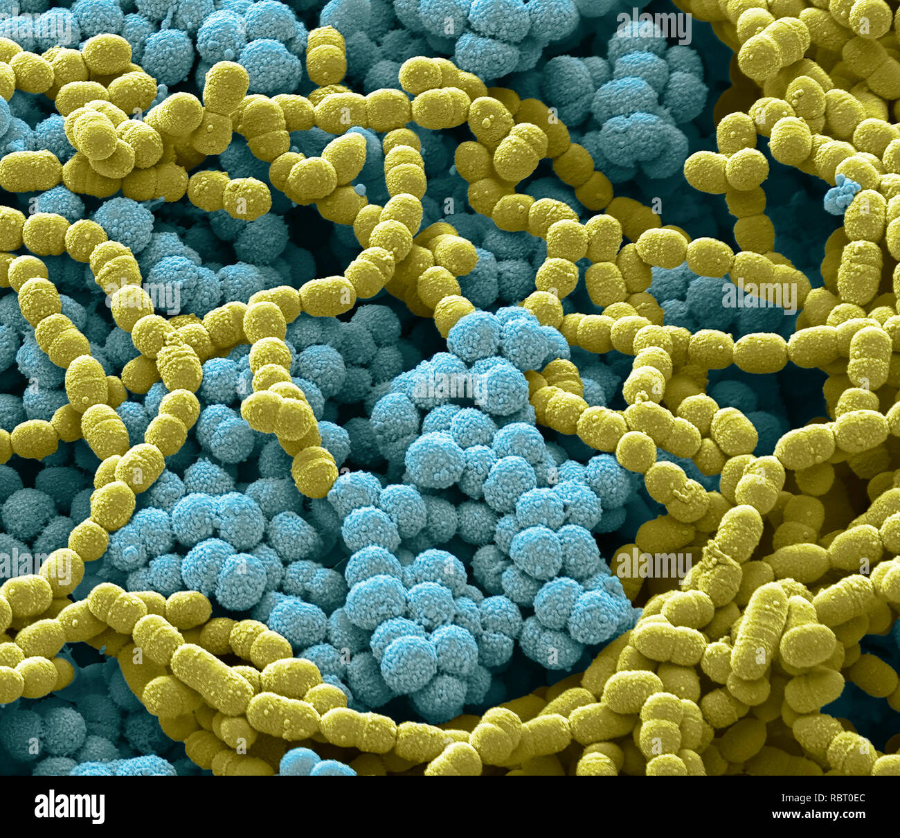 Scanning Electron Microscope Bacteria