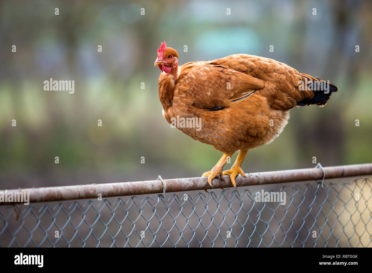 Red hen sitting on eggs hi-res stock photography and images - Alamy