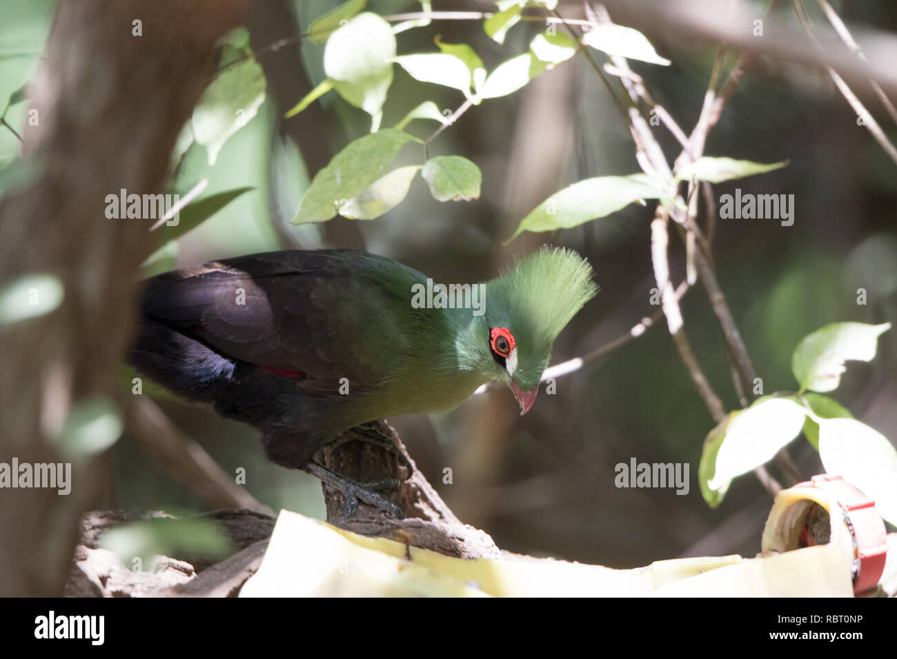 Tauraco persa hi-res stock photography and images - Alamy