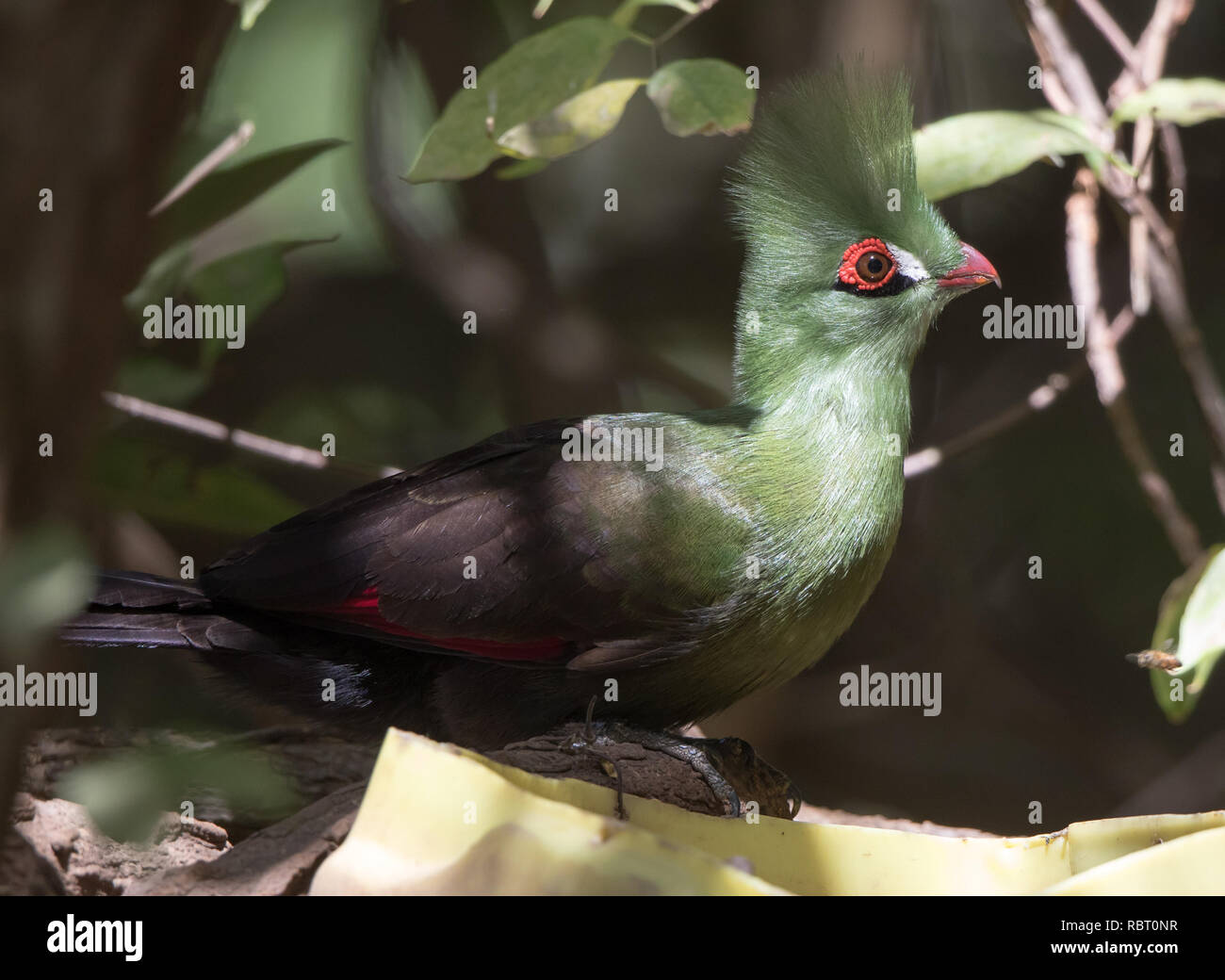 Green Turaco (Tauraco persa Stock Photo - Alamy