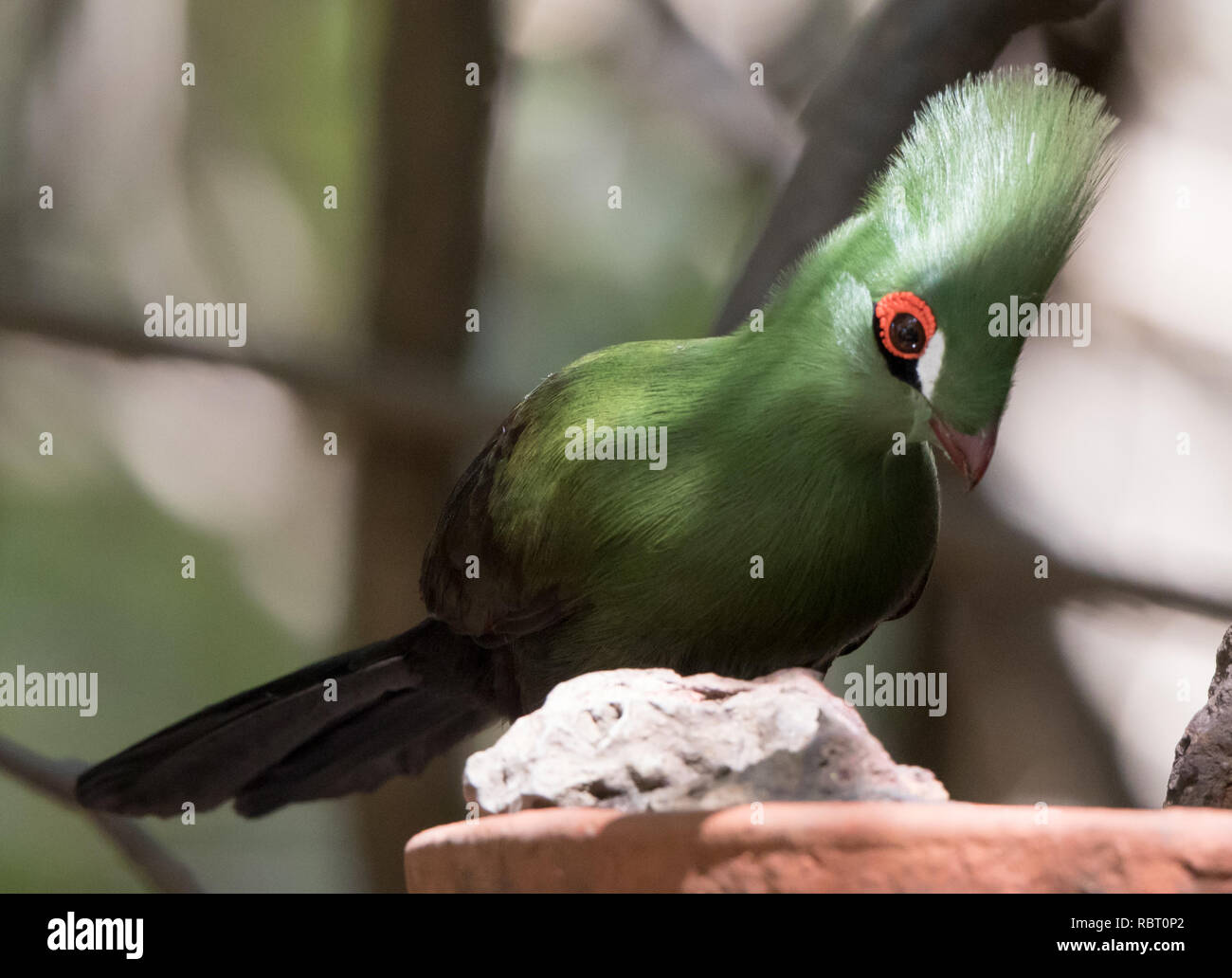 Green Turaco (Tauraco persa Stock Photo - Alamy