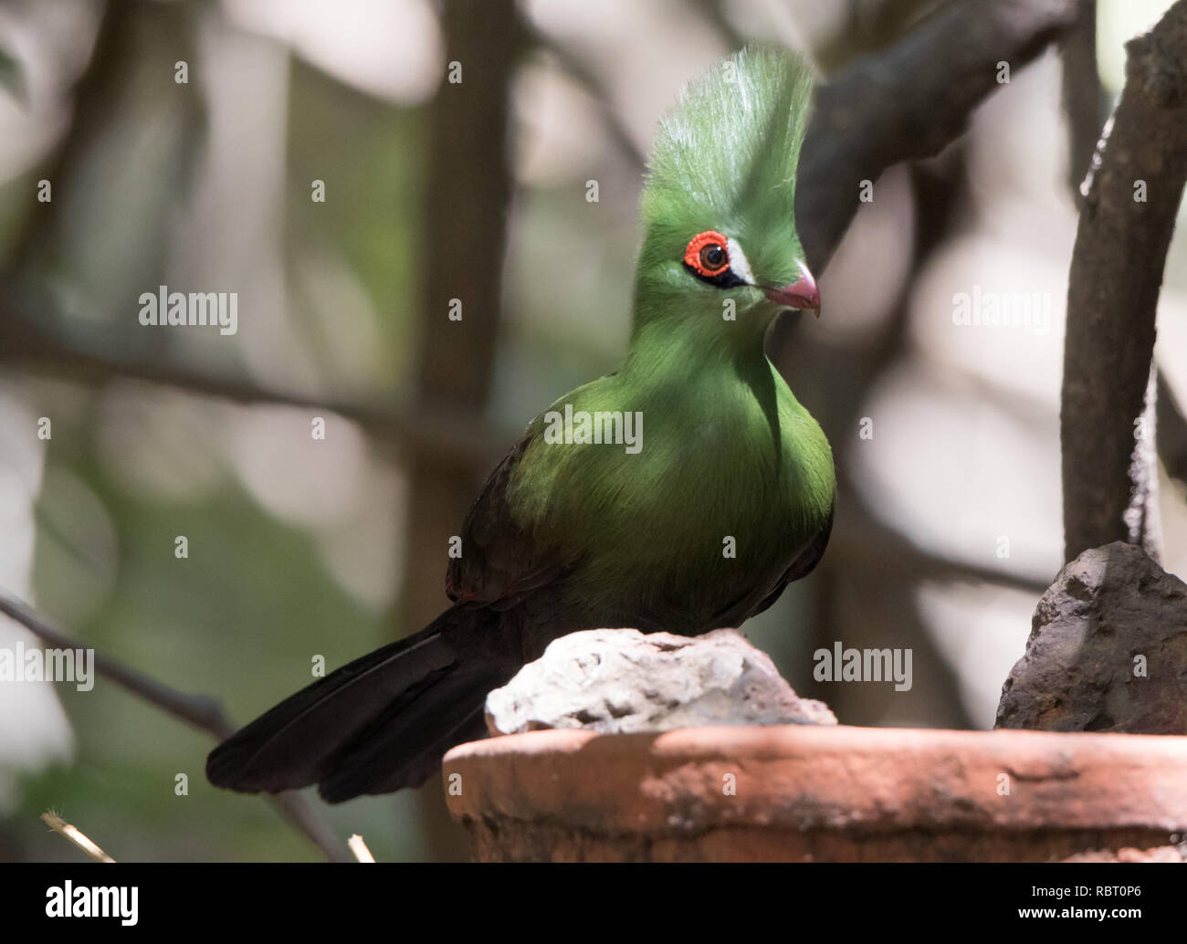 Green Turaco (Tauraco persa Stock Photo - Alamy