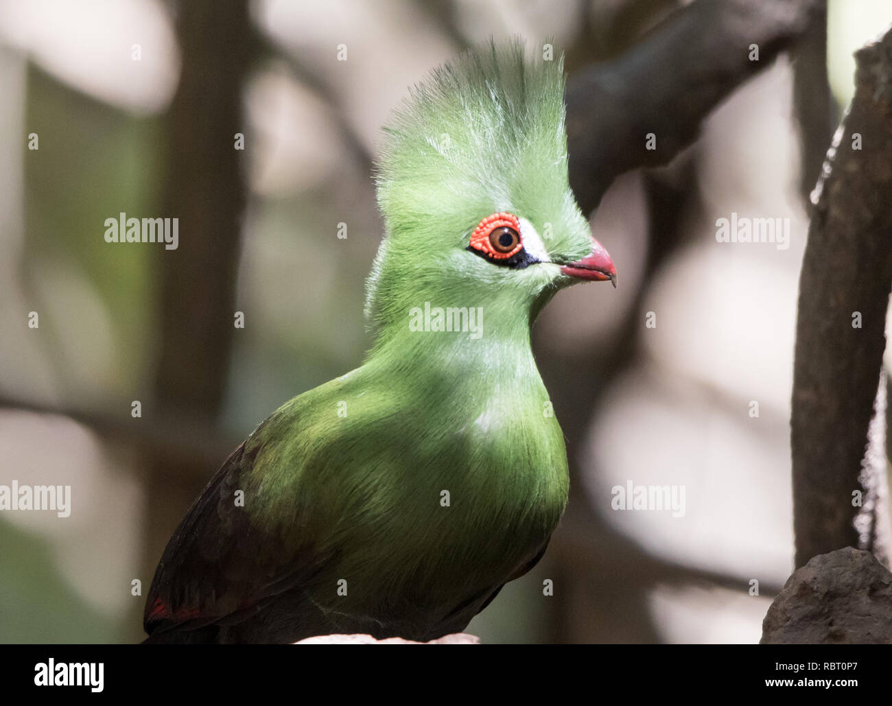 Tauraco persa hi-res stock photography and images - Alamy