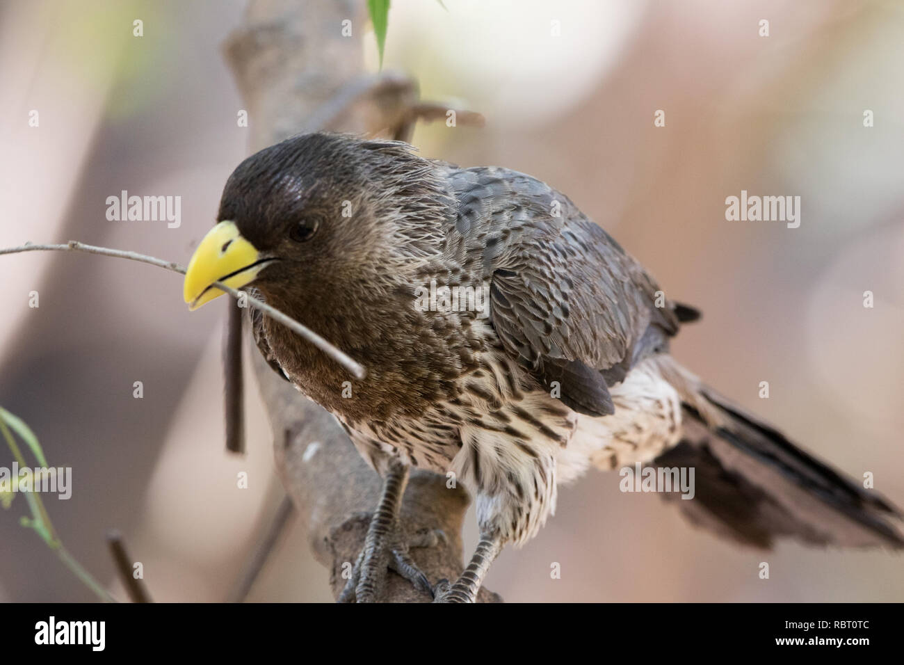 Western Plantain-eater (Crinifer piscator Stock Photo - Alamy