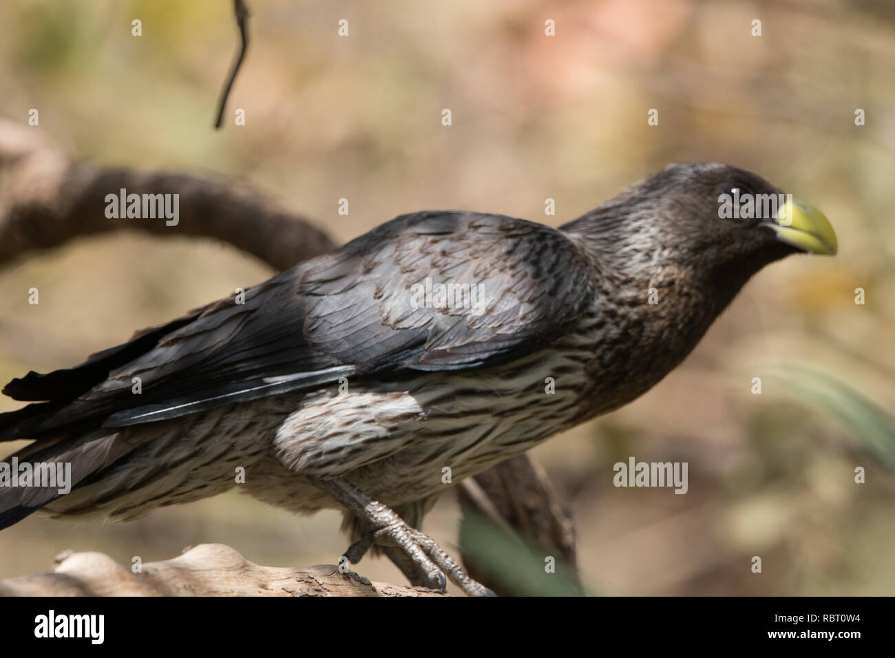 Western Plantain-eater (Crinifer piscator Stock Photo - Alamy